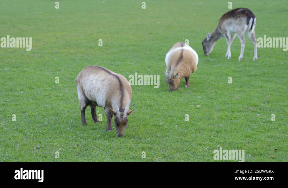 Three goats grazing on the green spring grass; livestock grazing in the ...