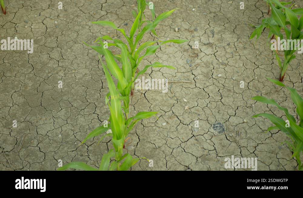 Maize corn drought field land leaves Zea mays, drying up soil, drying ...