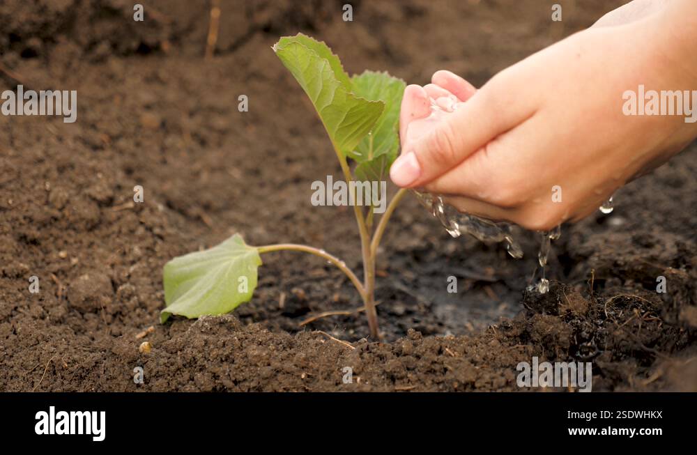 gardener watering a sprout with water from the palm of his hand ...