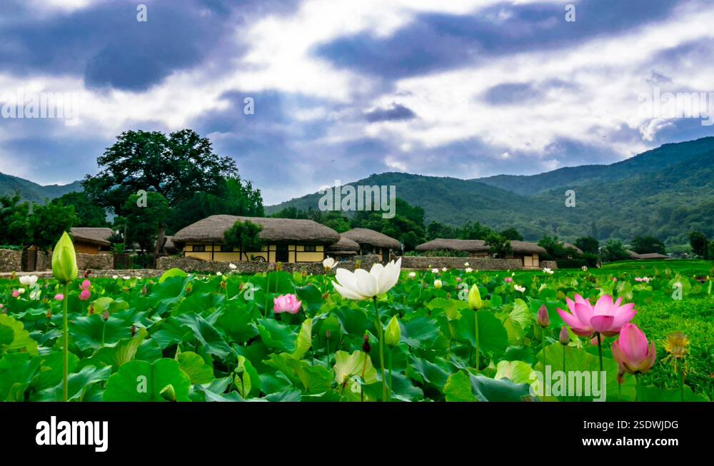 Oeam village of Asan where lotus flower blooms beautifully. Zoom out ...