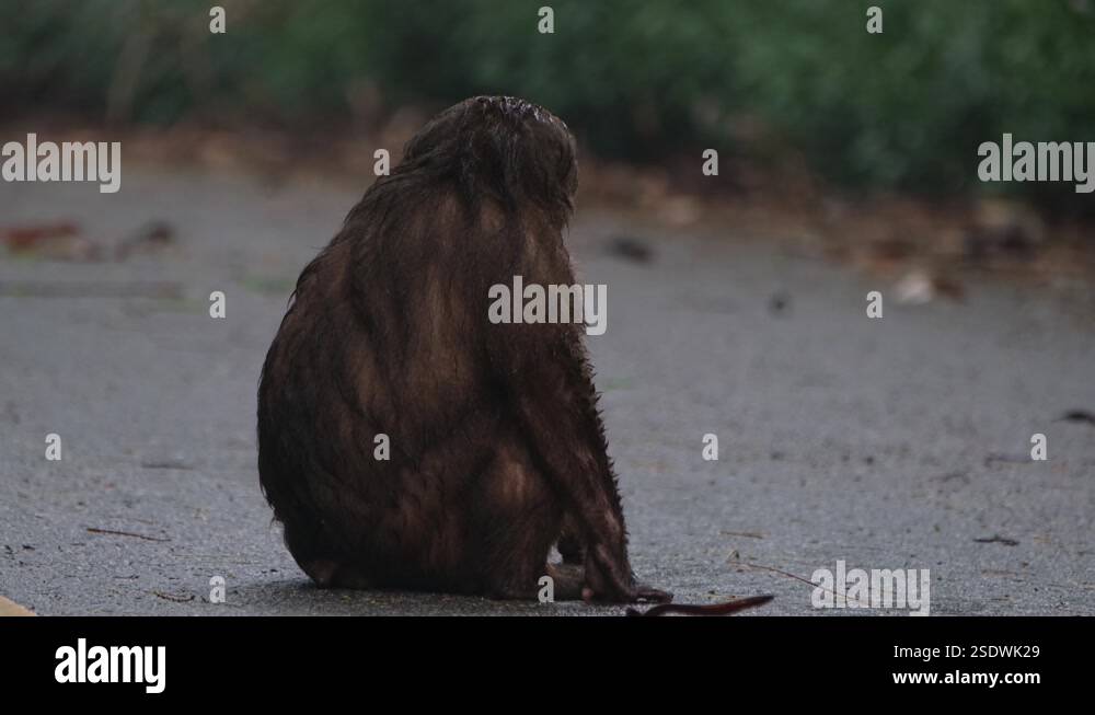 Bear Macaque, Macaca arctoides, 4K Footage; seen from behind as it is ...