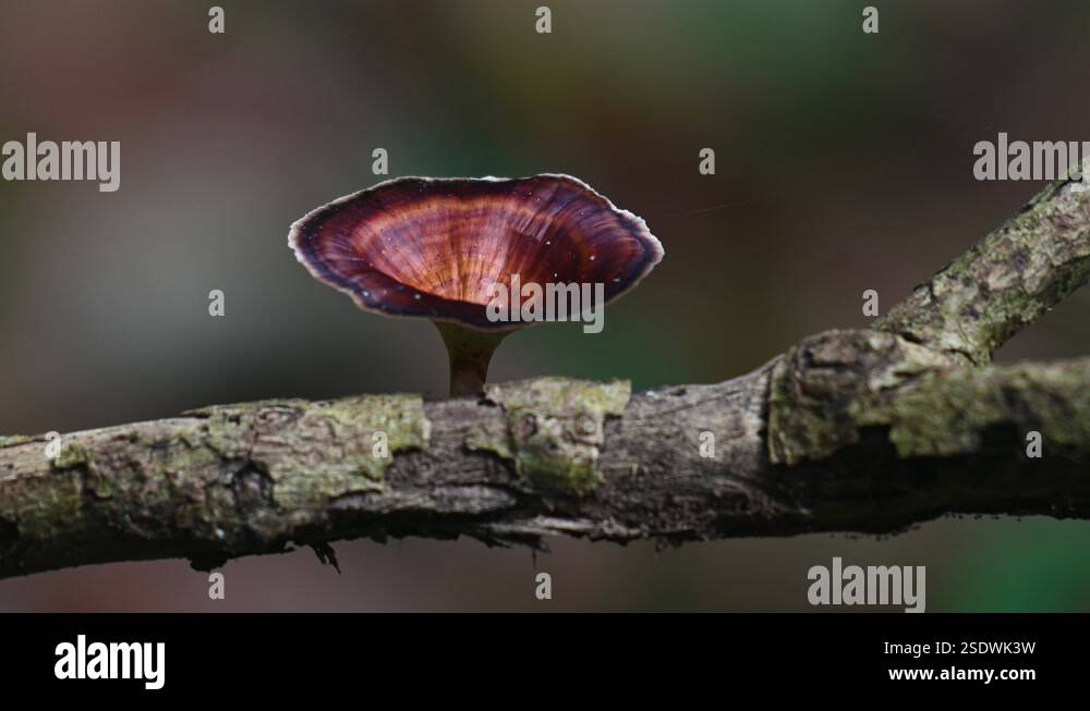 Fungi on branch Stock Videos & Footage - HD and 4K Video Clips - Alamy