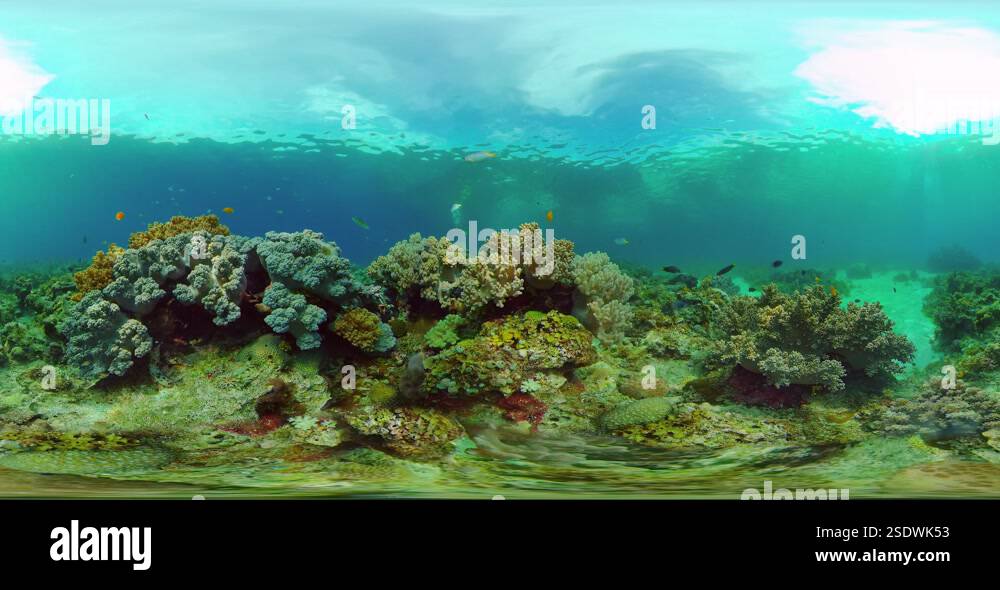 The underwater world of a coral reef. Philippines. Virtual Reality 360 ...