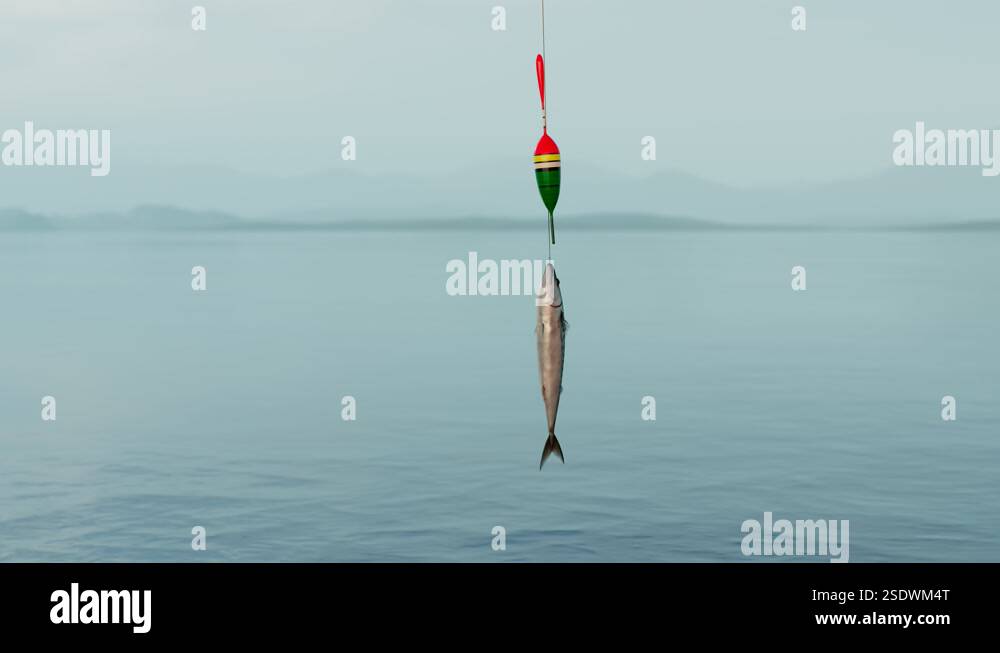 A fish caught with a hook and rode. Fish hanging at a line above water ...