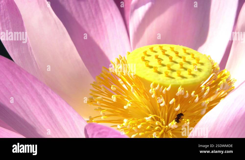 An Asian bee collects pollen from inside a most beautiful pink lotus ...
