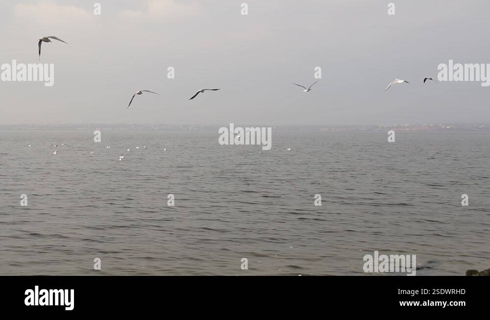 A flock of seagulls arrives at the beach early in the morning. Autumn ...