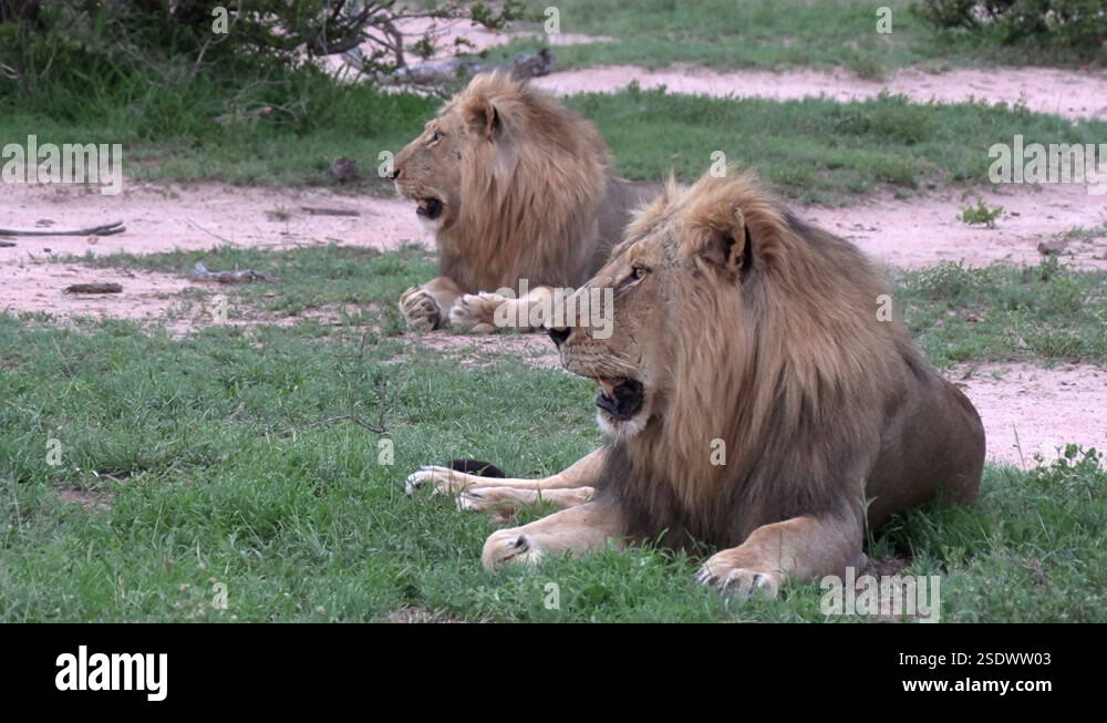 Two adult male lions lounge side by side on a hot day in Africa Stock ...