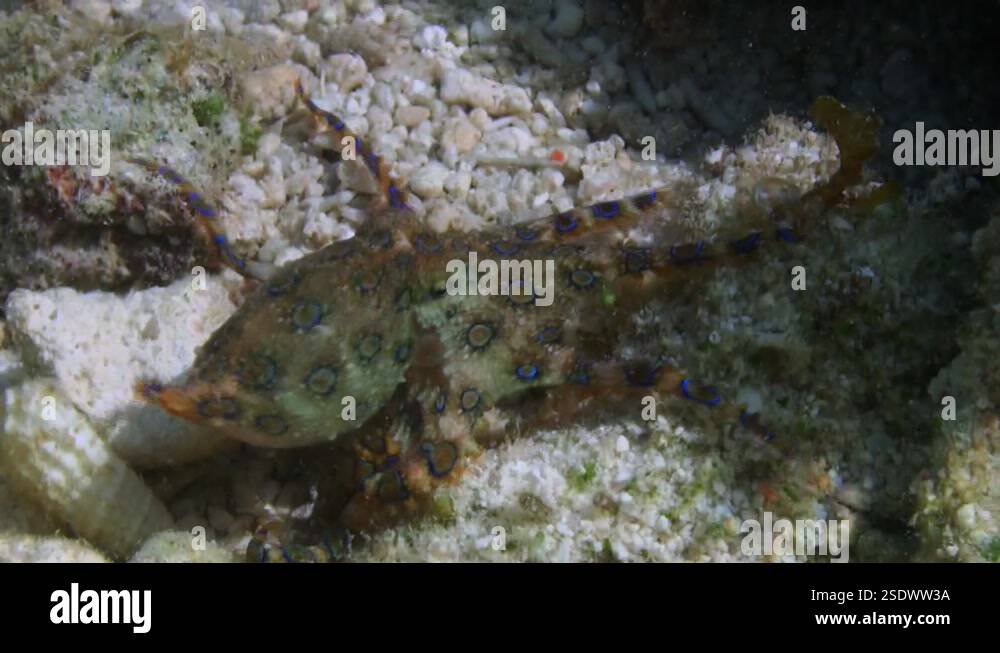 Blue ringed octopus crawling and swimming over a coral reef in very ...