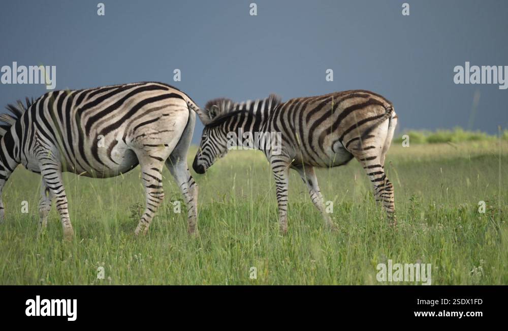 Baby zebra suckling mother from behind and nuzzling in grassy plain ...