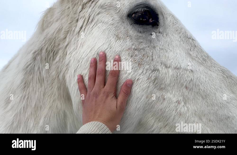 Petting a Horse Aesthetic Pretty Pony Stock Video Footage - Alamy