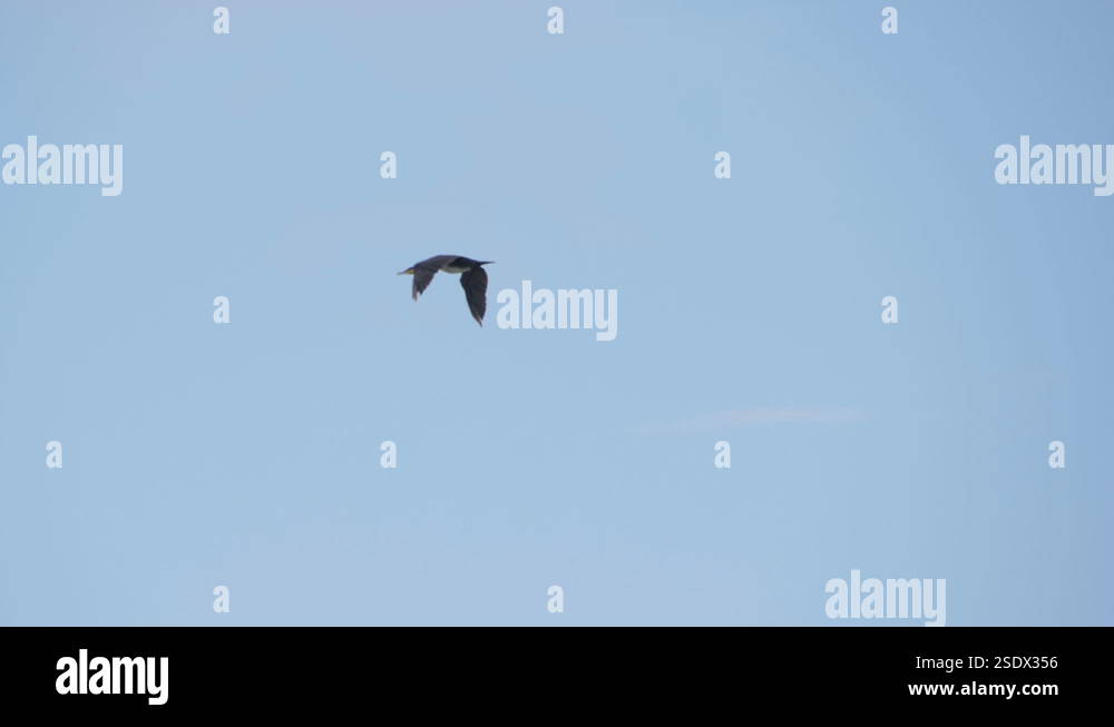 Alone geese flying in an imperfect formation. Slow motion. One Bird ...