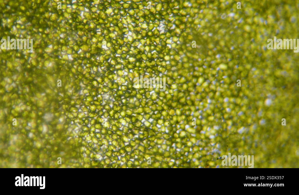 Chloroplast under a microscope. Chloroplasts in plant cells. Cell structure v Stock Video ...