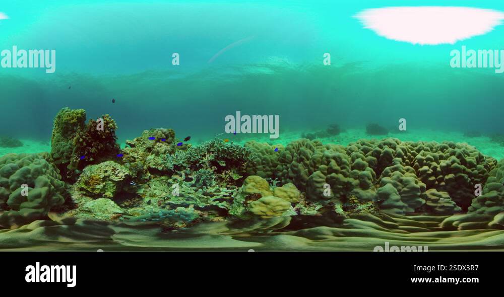 Coral reef with fish underwater. Philippines. Virtual Reality 360 Stock ...