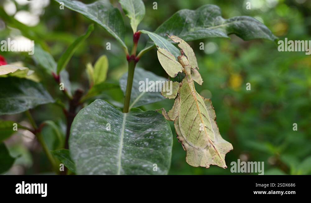 Javanese Leaf Insect, Phyllium pulchrifolium, Female, Yellow Form, 4K ...
