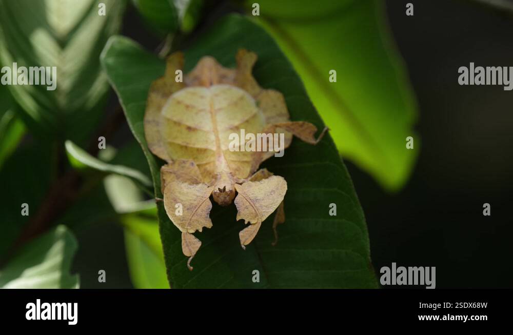 Javanese Leaf Insect, Phyllium pulchrifolium, Female, Yellow Form, 4K ...