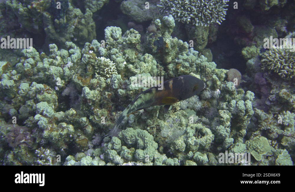 Fish Cheilinus fasciatus, Labridae family. It feeds on sea urchins ...