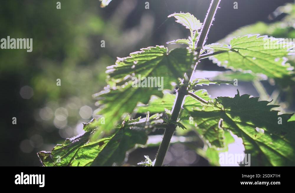 Light dappled leaves Stock Videos & Footage - HD and 4K Video Clips - Alamy