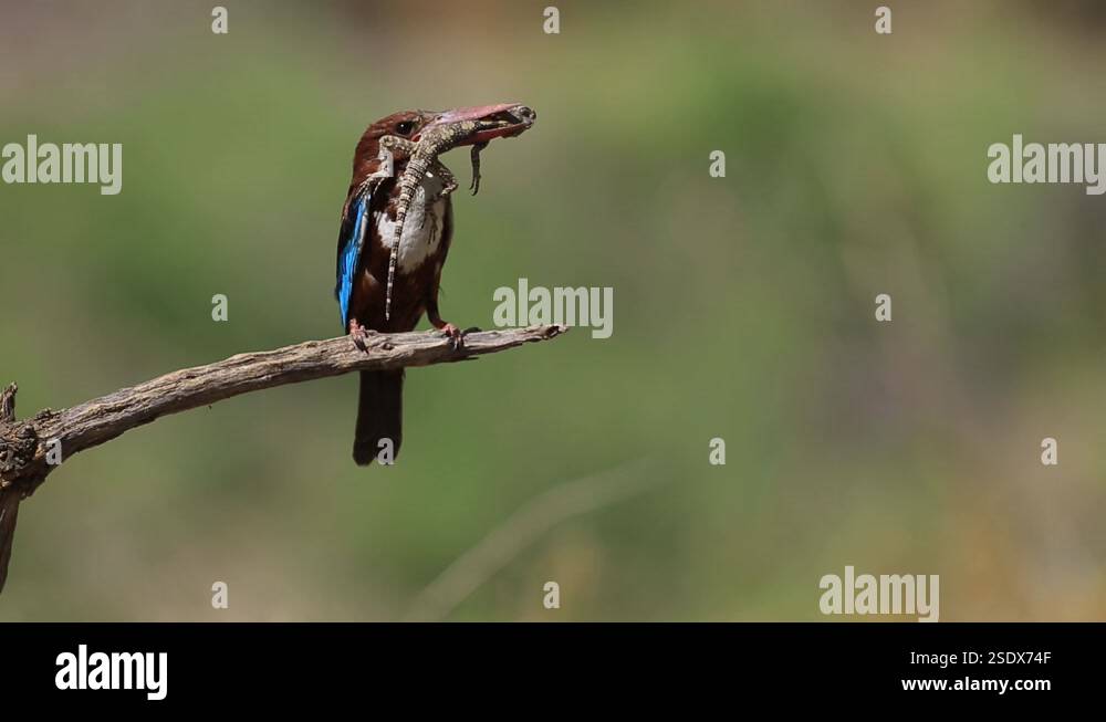 White-throated Kingfisher (Halcyon smyrnensis) hunts a Roughtail Rock ...