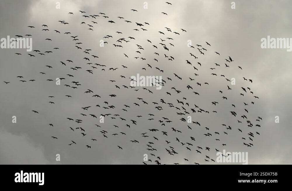 Glossy ibis wintering in Israel. Flying from pool to pool in large flocks Stock Video Footage ...