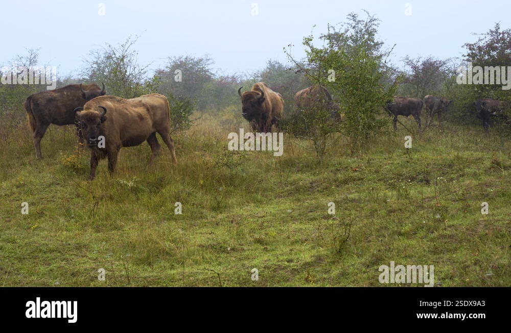 Alpha bull Stock Videos & Footage - HD and 4K Video Clips - Alamy