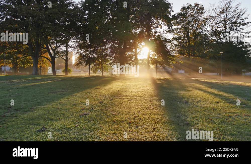 Time-lapse, backlight shot of the trees in park, sunlit trees and grass ...