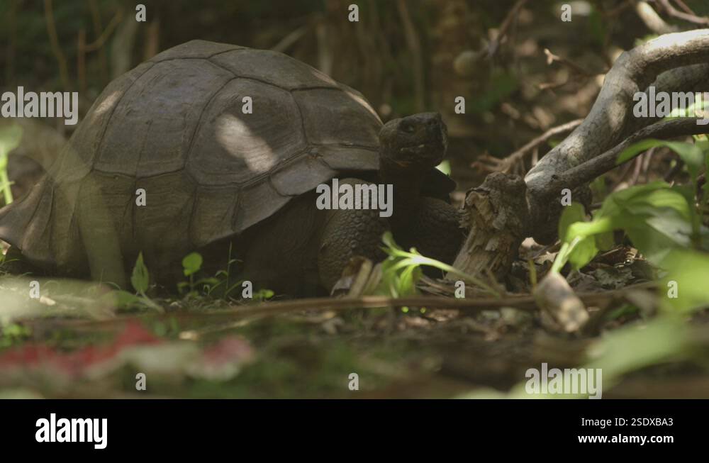 Mr T - the giant turtle from Galapagos on Pitcairn Island decided to go ...