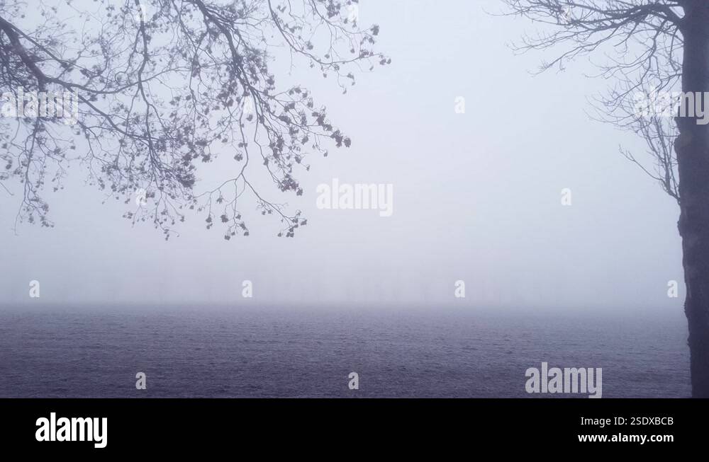 Moving between trees to fly over a field cloaked by the dense fog. Line ...