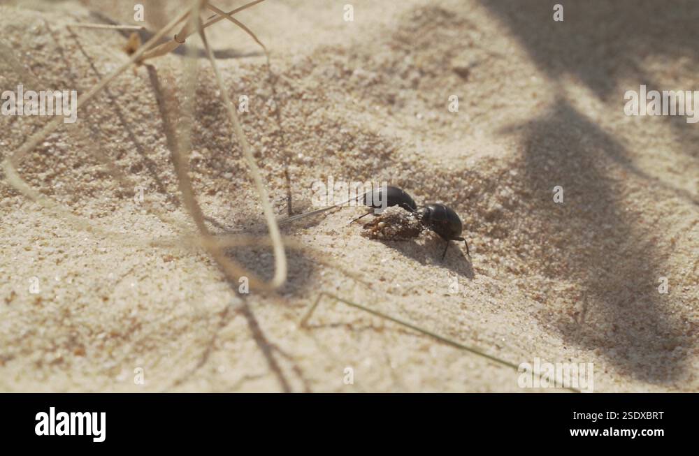 Beetles eating poop on sand Stock Video Footage - Alamy