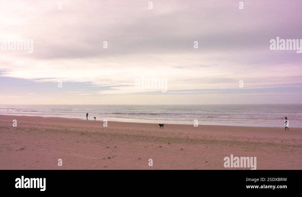 A dog bursts into frame at the water's edge, followed by a person Stock ...