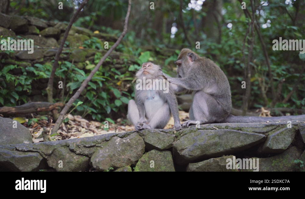 Grooming Macaques In Ubud Forest Stock Video Footage - Alamy