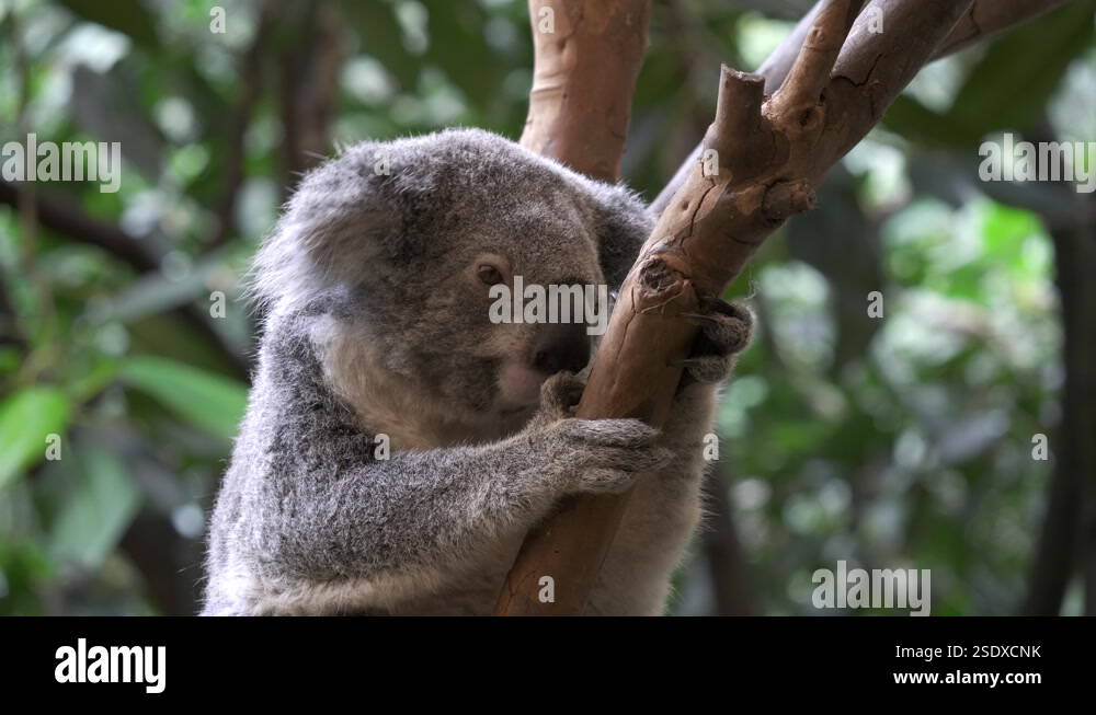 koala, sitting in a tree, facing the camera at blackbutt nature reserve ...
