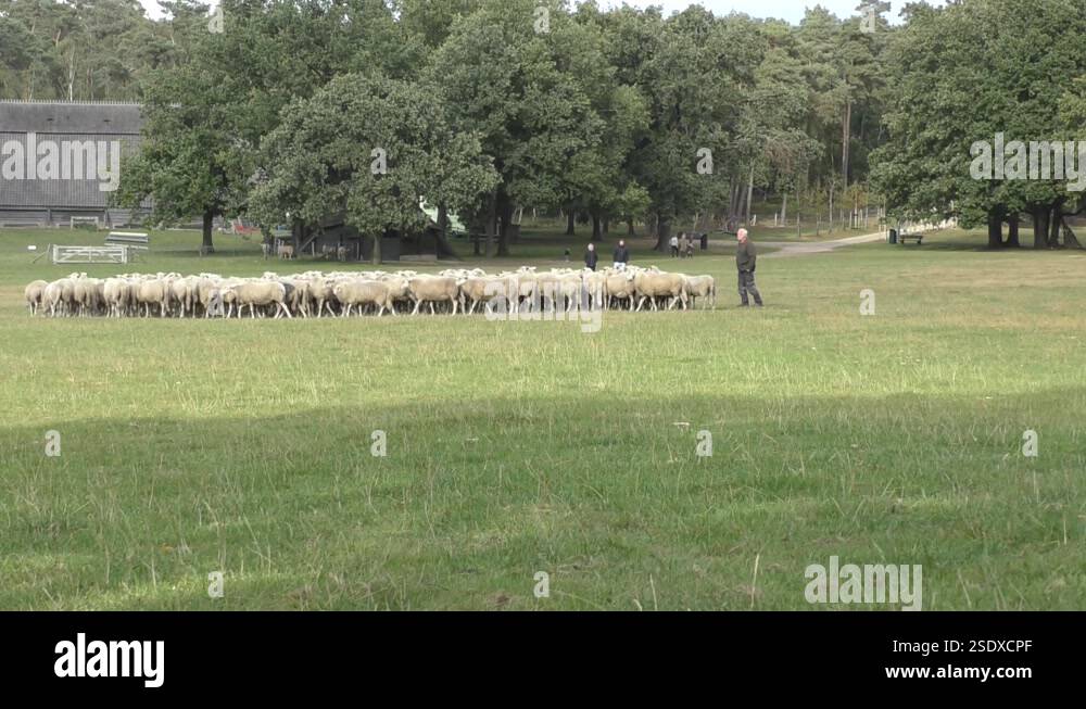 Shepherd And Herding Dog Guarding And Backing Flock Of Sheep Grazing On ...
