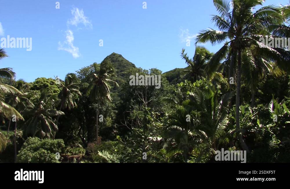 Rainforest and the peak of the mountain in Rarotonga, Cook Islands ...