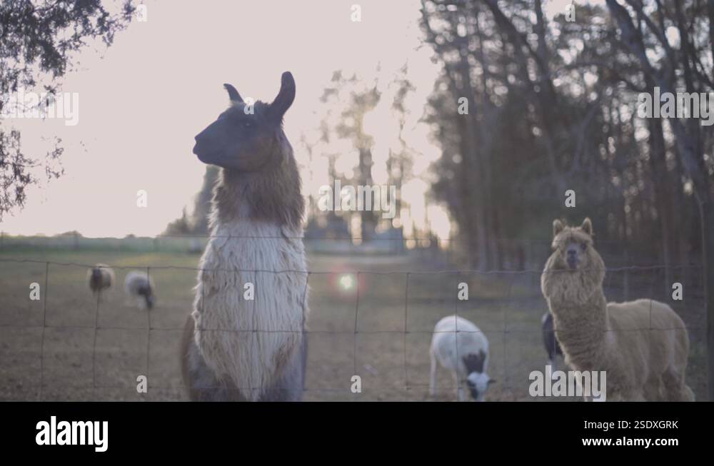Alpaca ears Stock Videos & Footage - HD and 4K Video Clips - Alamy