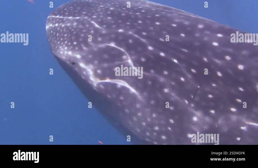 Whale shark feeding on the surface of the Caribbean Sea of Mexico Stock ...