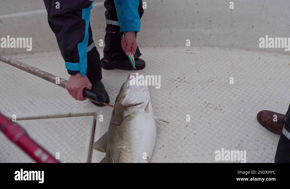 Fisherman Removing Gaff Hook On Cod Fish While Holding Fishing Lure ...