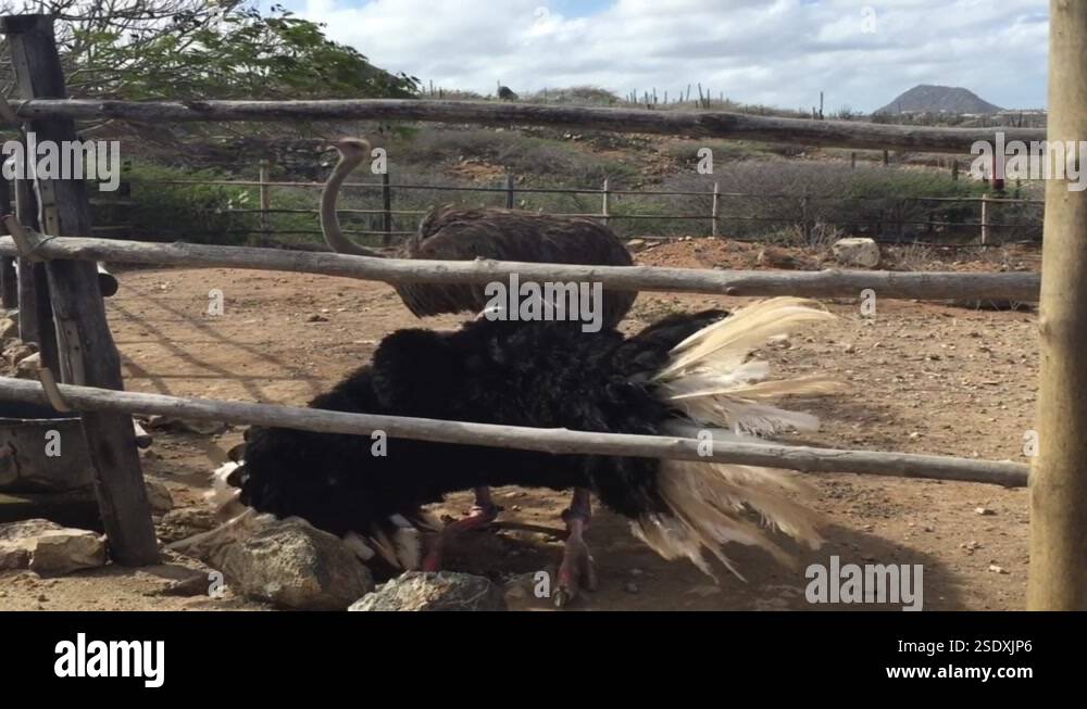 Ostrich Dancing at Aruba Ostrich Farm during winter vacation Stock ...