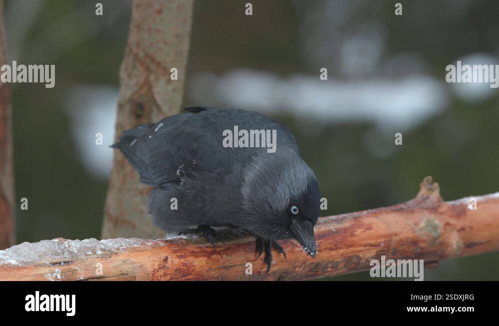 bird crow western jackdaw perched on trunk watching lower head Stock ...