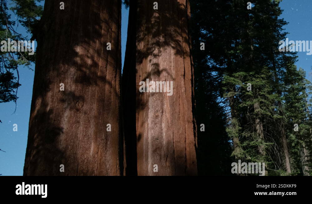 Sequoia Starry Sky Northwest Sky Twin Trees Tilt Up in Sequoia and ...