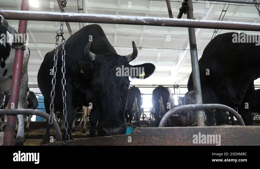 Black cows standing, relaxing and eating fresh straw inside of a large ...