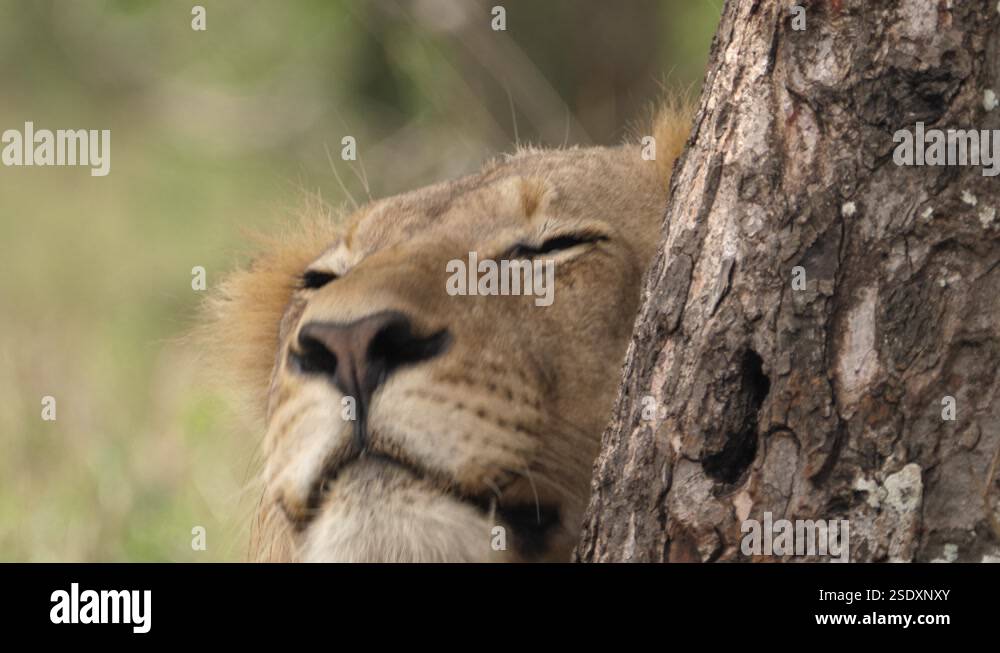 Close up of male African Lion with mane looking up into tree branches ...