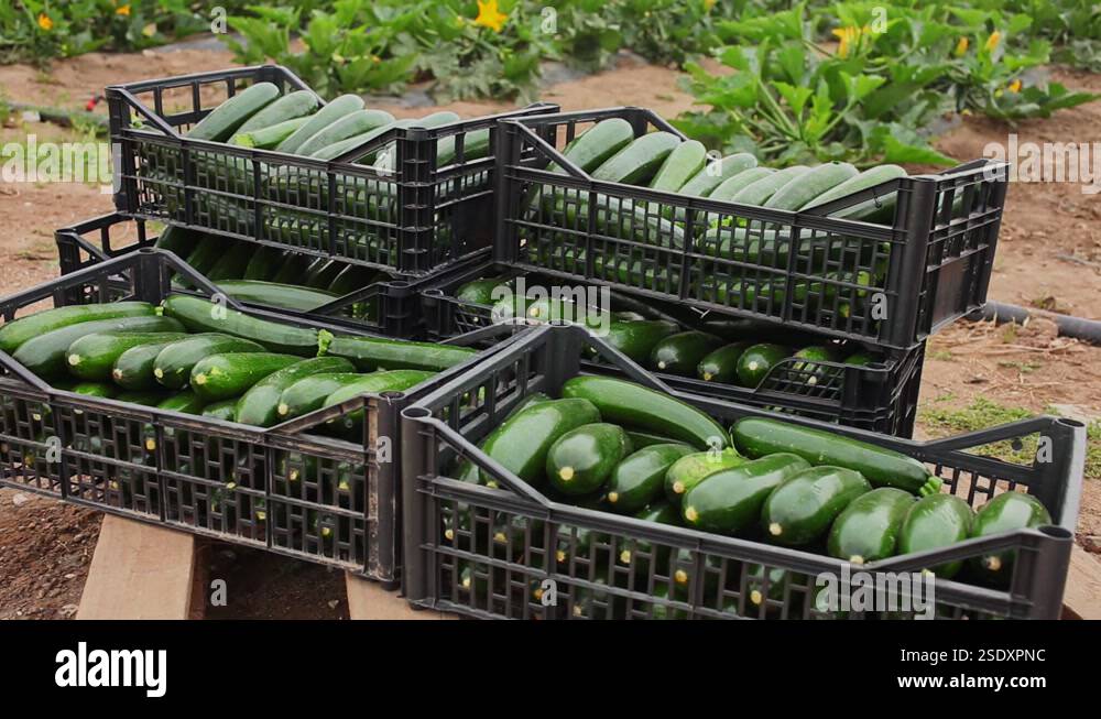 Crop of ripe green courgettes in plastic crates on farm field. Popular ...