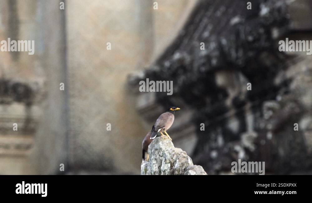 Pair of common Myna birds flying from stone in Angkor archeology park ...