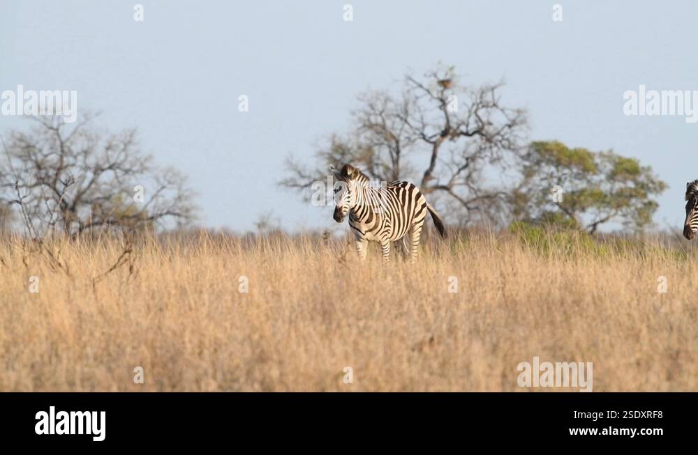 Wide shot of three Plains zebras walking through the dry yellow ...