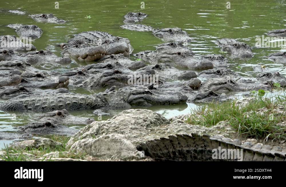 Tele group Stock Videos & Footage - HD and 4K Video Clips - Alamy