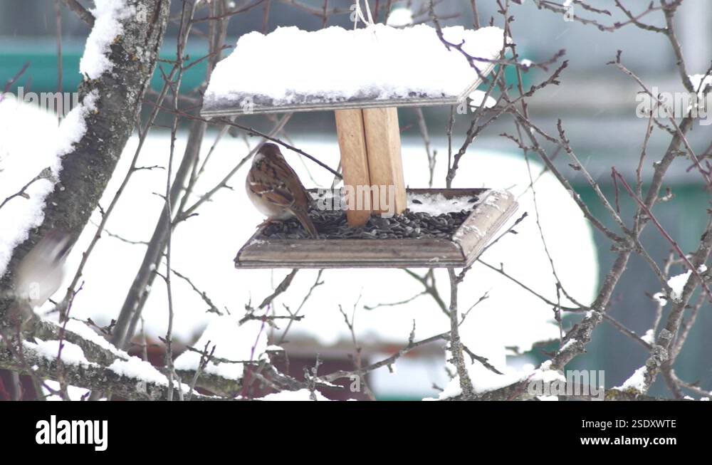 Field sparrows feed on sunflower seeds at the feeder. Wild birds of ...