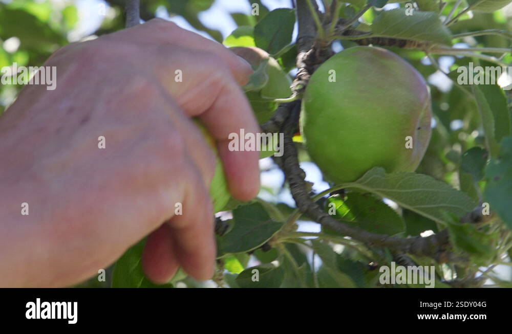 An apple being picked by hand from a tree in slow motion Stock Video ...