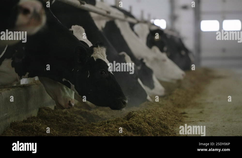 Heads Of Dairy Cows Feeding On Hay In Stable At A Dairy Farm - slow ...
