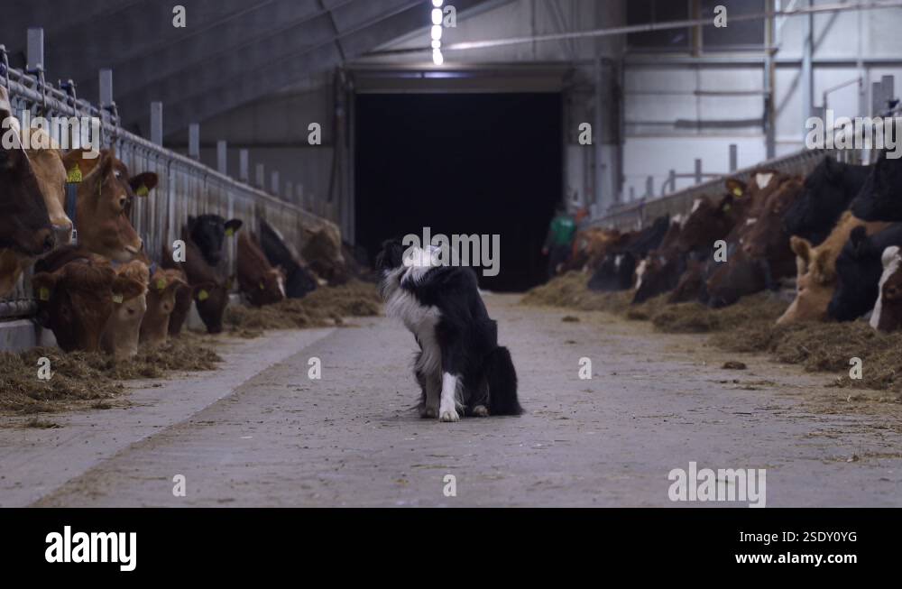 Border collie watching herd of cow ox inside large barn hall in Norway ...