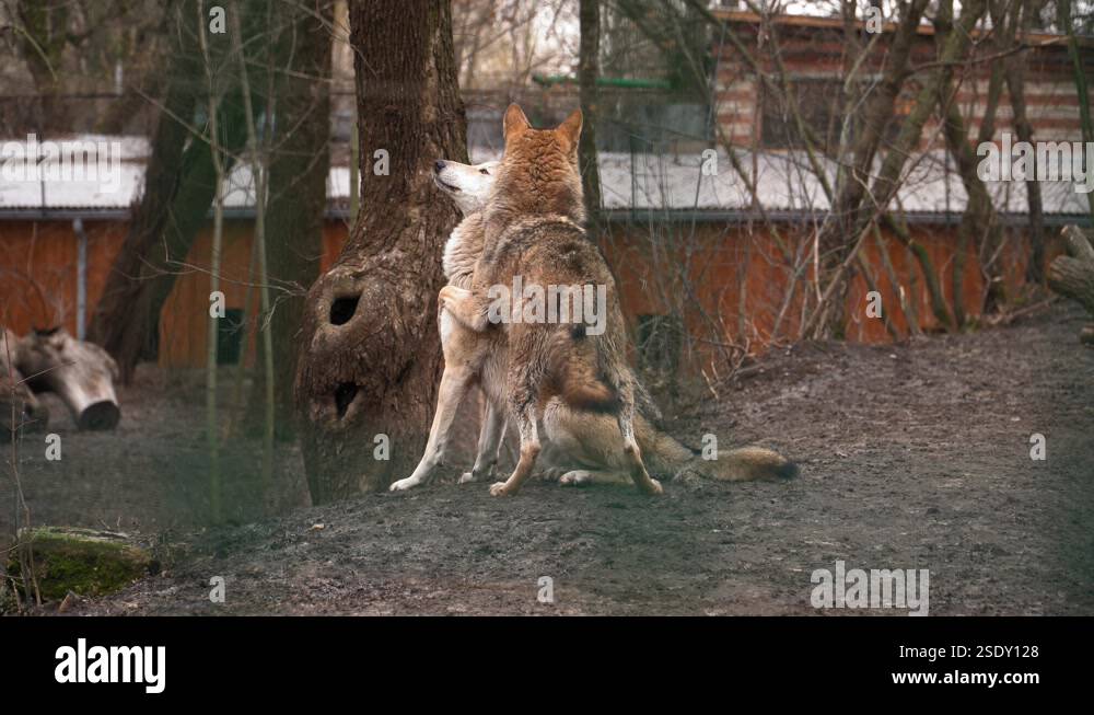 Two Beautiful Wolves Playing Behind Bars in the Zoo. Wolf. Predatory ...
